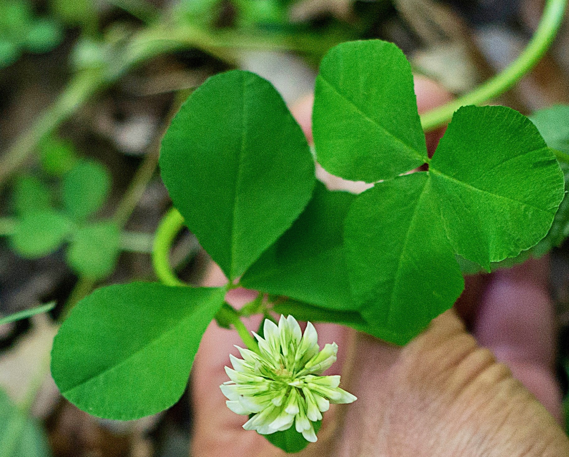Running buffalo clover come-back – Athens Conservancy